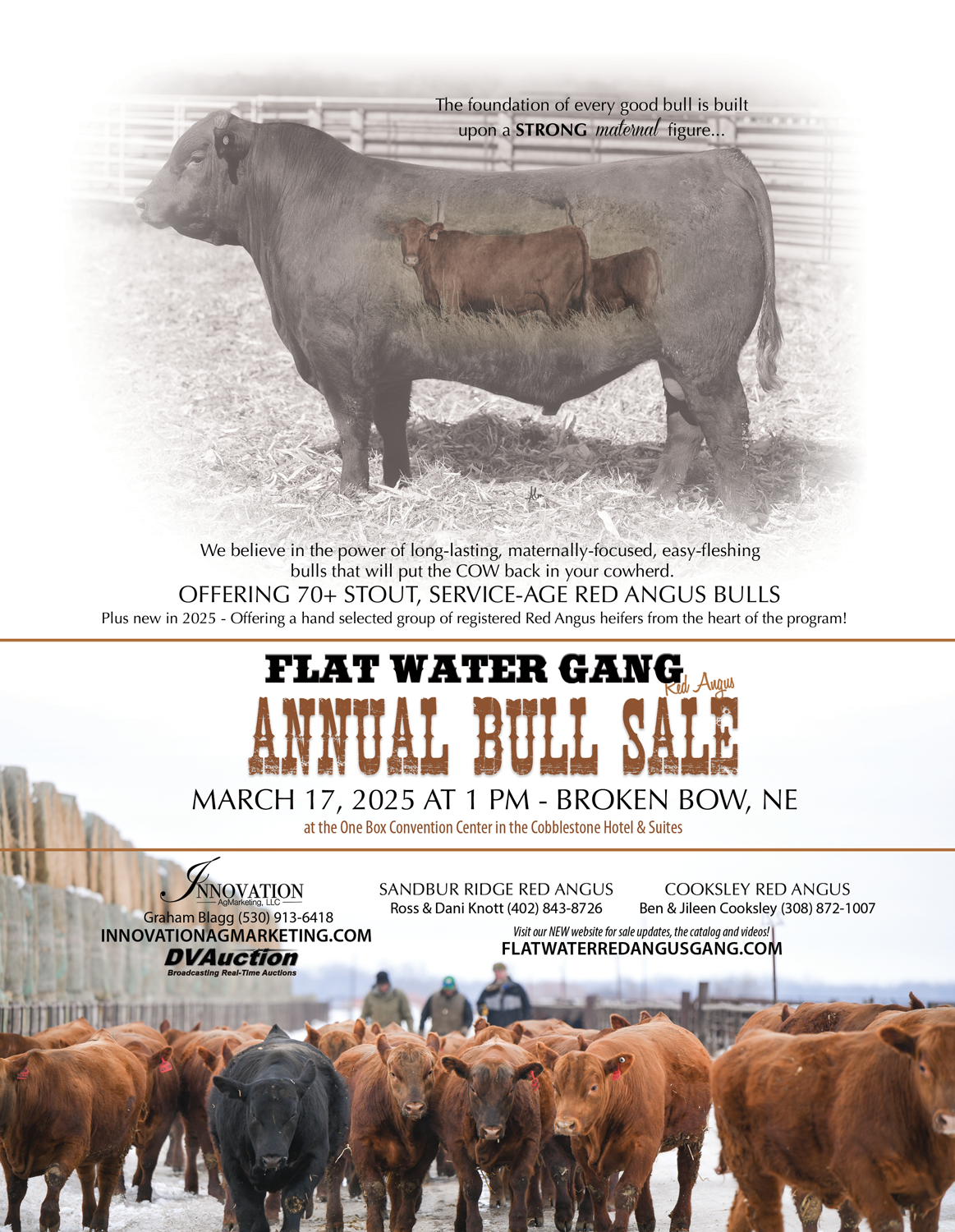 Annual Bull Sale - Flat Water Gang Red Angus